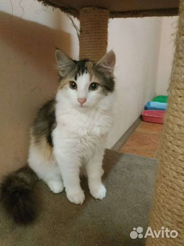 Котенок Сонечка