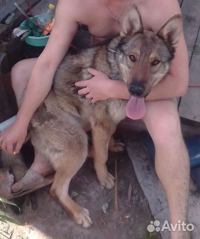Овчарка