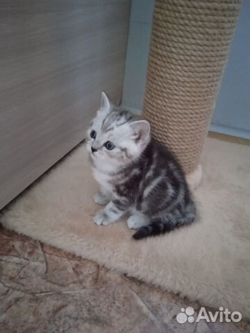 Скотиш страйт, мальчик