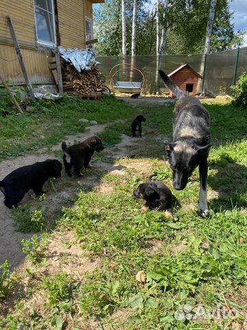 Собака 1/2 овчарки