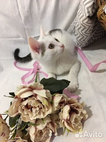 Кошка