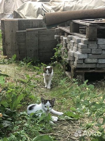 Котята милашки