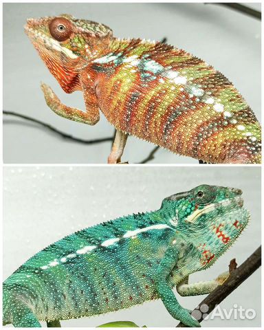 Пантеровый хамелеон