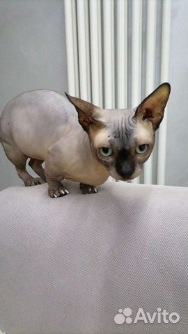 Сфинкс коротколапый породы бамбино