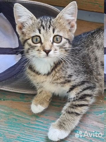 Милая кошечка ищет хозяина