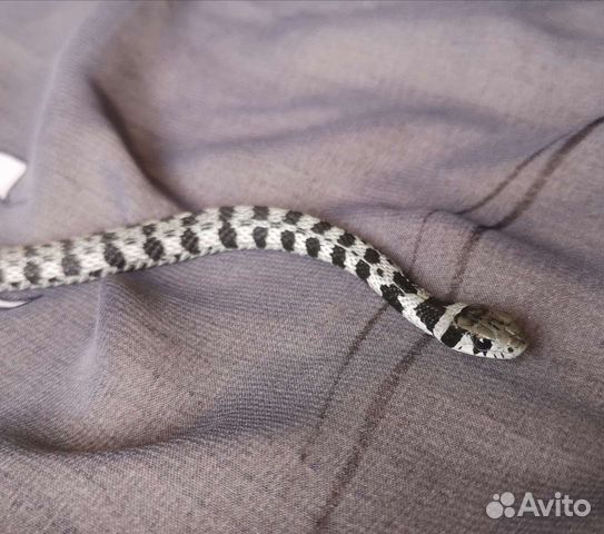 Змея тигровые ужи