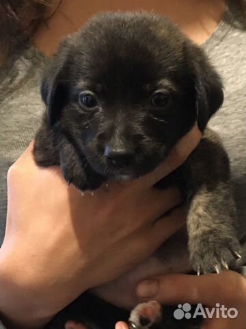 Щенок девочка 1 месяц