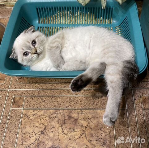 Вислоухая кошечка
