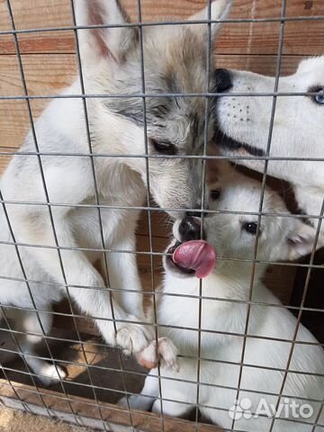 Щенки (метис хаски) в добрый руки