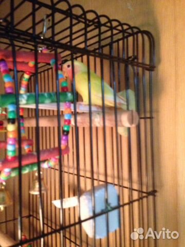 Продаю птенчика неразлучник 2 м