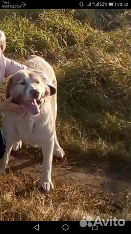 Собака в добрые руки привезу