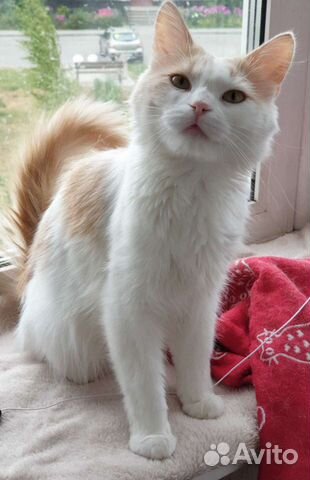 Бисквитно - зефирный пушистик