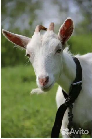 Козы, козлы, козлята