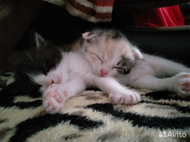 Котятки полушотланцы