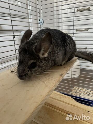 Шиншилла с клеткой