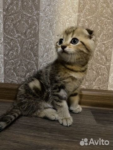 Продаётся шотландская вислоухая девочка