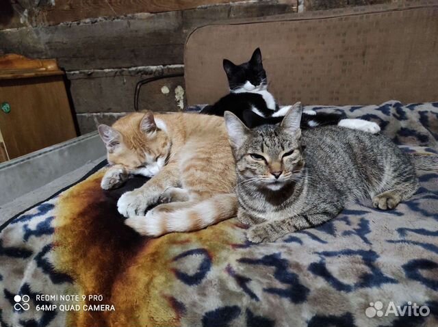 Кошки в добрые руки бесплатно