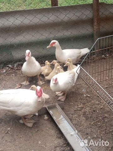 Индоутка с утятами