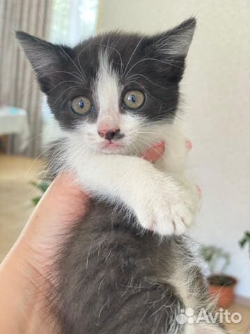 Кошечка полукровка 1.5 мес