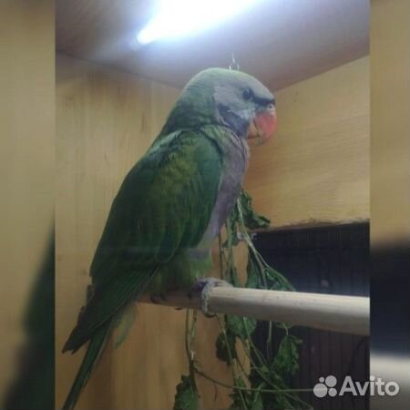 Китайский кольчатый попугай (Psittacula derbiana)