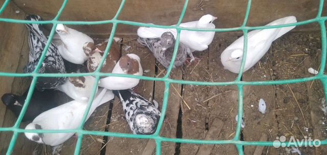 Продажа голубей