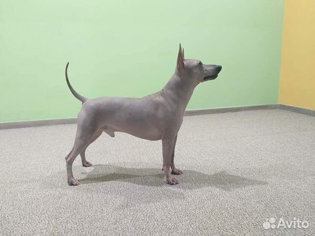 Собака