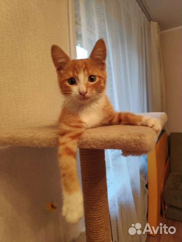 Рыжий котенок, 3 месяца