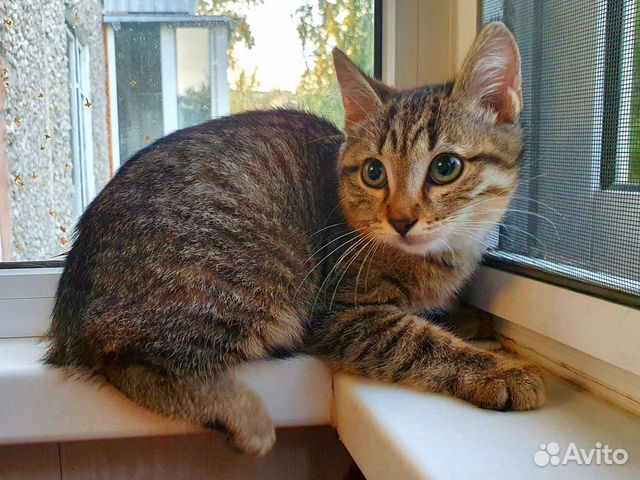 Котёнок-мальчик, 3,5 мес