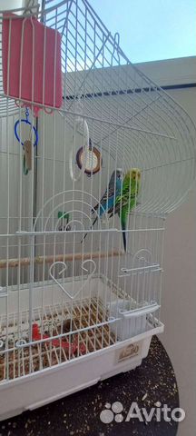 Отдадим в добрые руки попугайчиков