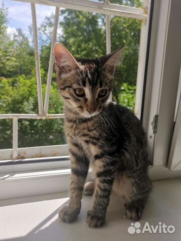 Котенок (очень ручной)