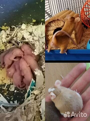 Мышь декоративная или кормовая