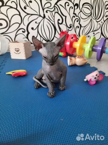 Донской сфинкс котята