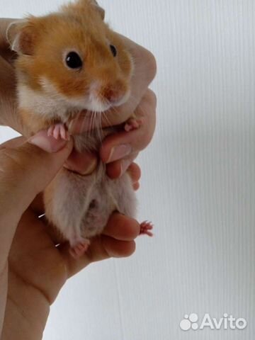 Маленький хомяк