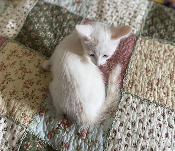 Белый котенок с рыжим хвостом в добрые руки