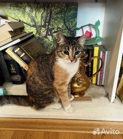 Котенок Лика, 3 месяца, трехцветная