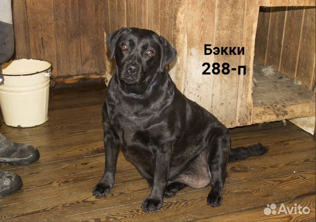 Отдам в добрые руки