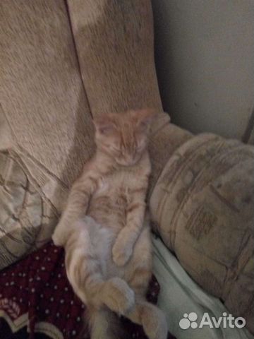 Котик в добрые руки