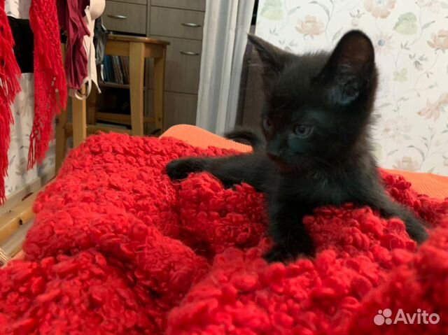 Котенок 1.5.мес мальчик