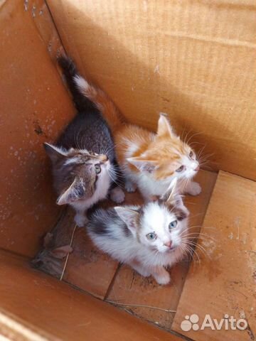 Котята отдам бесплатно