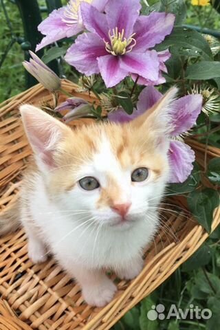Крошечный рыжий котенок 1 месяц в добрые руки
