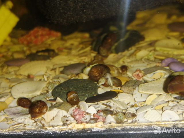 Улитки аквариумные