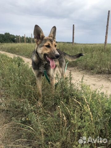 Щенки немецкой овчарки