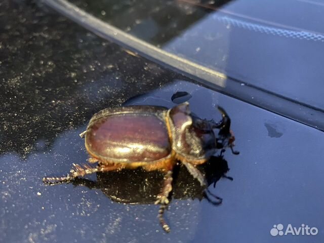 Жук носорог