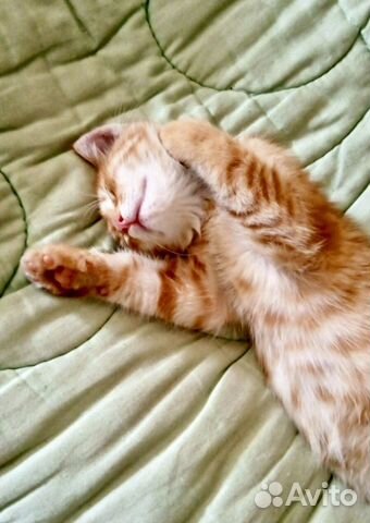 Рыжое чудо ищет семью, мальчик