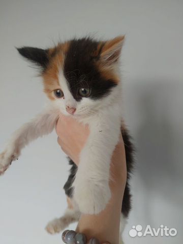 Кошка трехцветная
