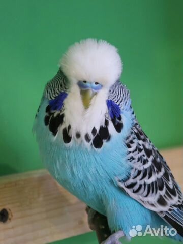 Голубой классический выставочный волнистый (чех)