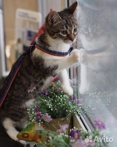 Кошечка в добрые руки