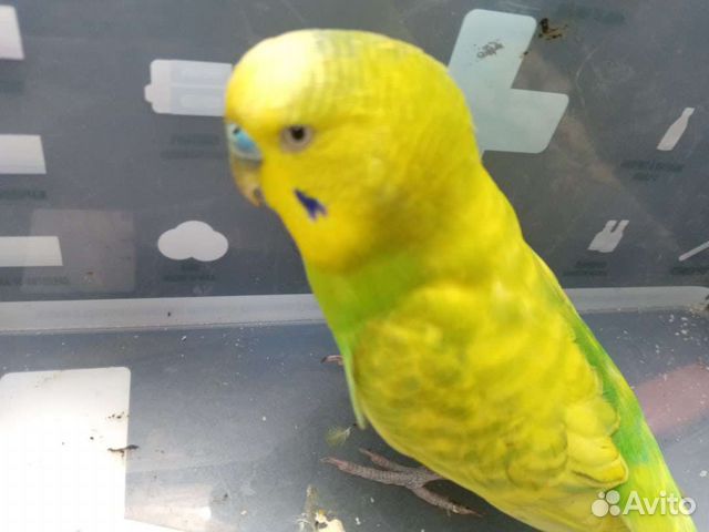 Волнистый попугай ручной