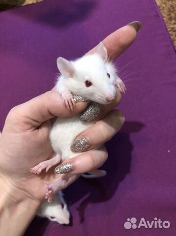 Крысята дамбо