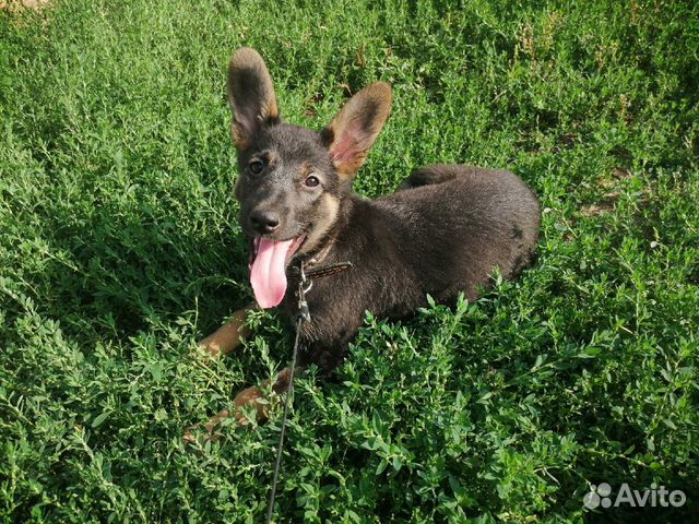 Щенок, метис овчарки, 2.5 месяца, девочка